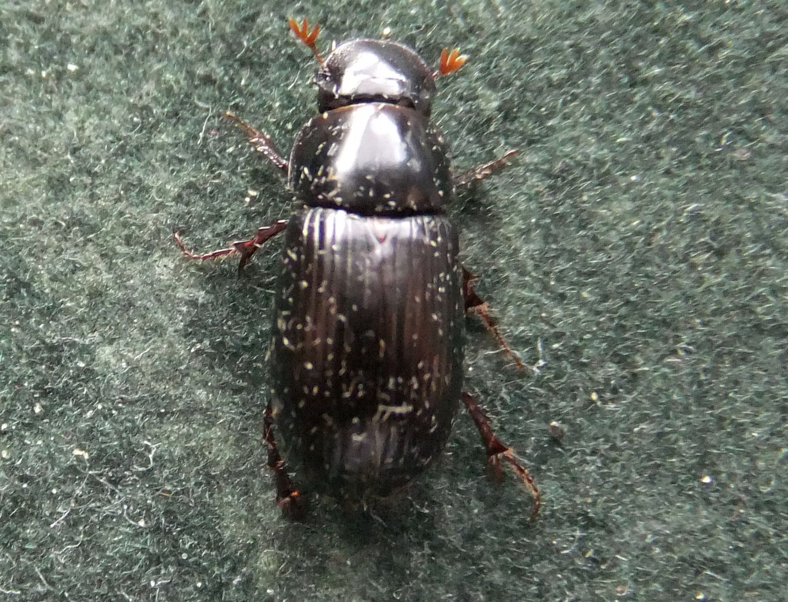 Acrossus rufipes | NatureSpot