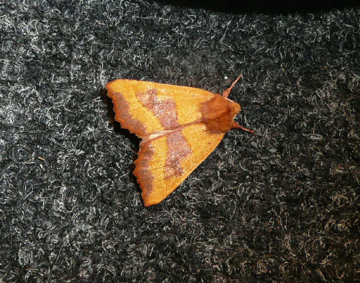 Centre-barred Sallow | NatureSpot