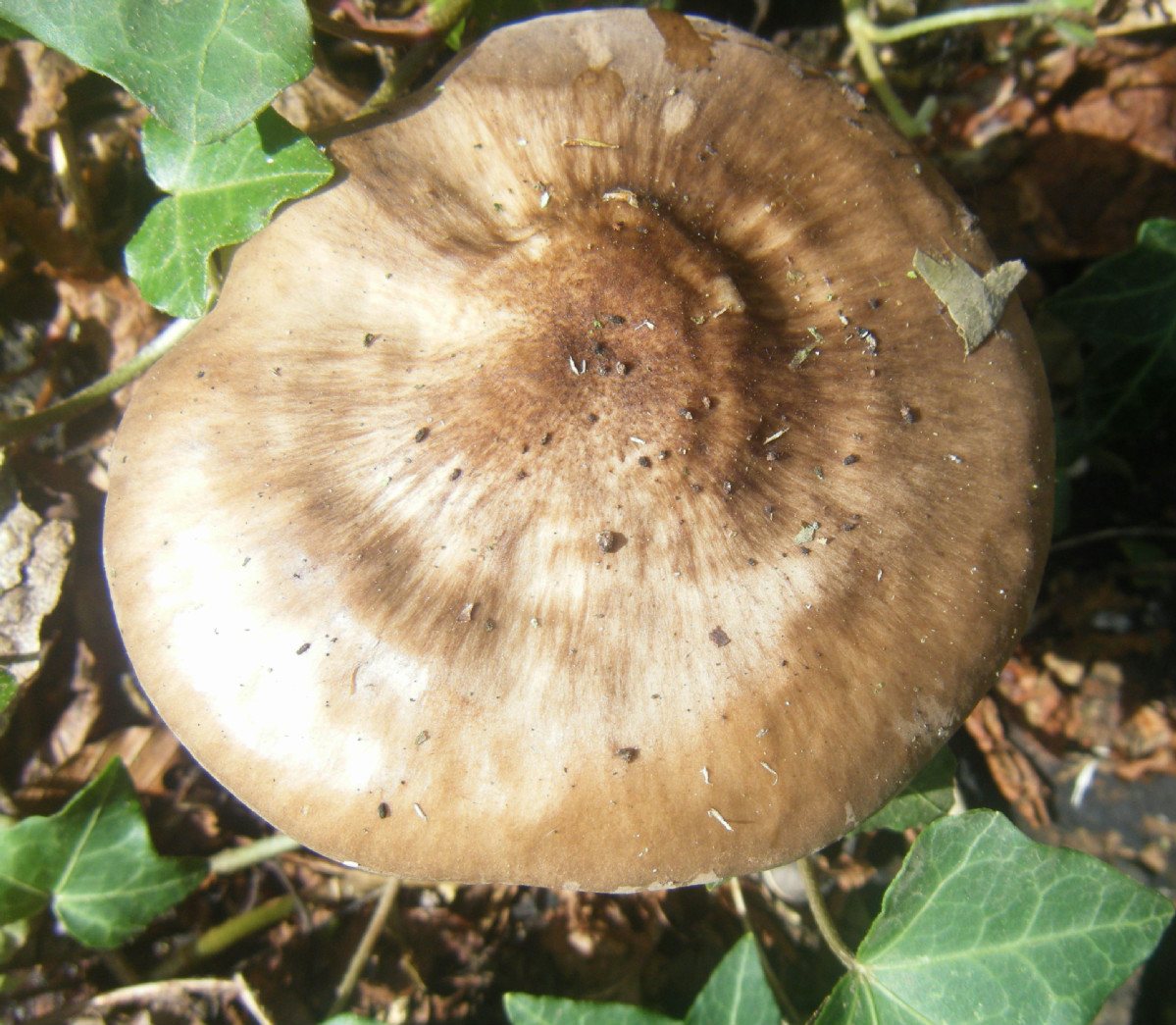 Deer Shield Fungus | NatureSpot