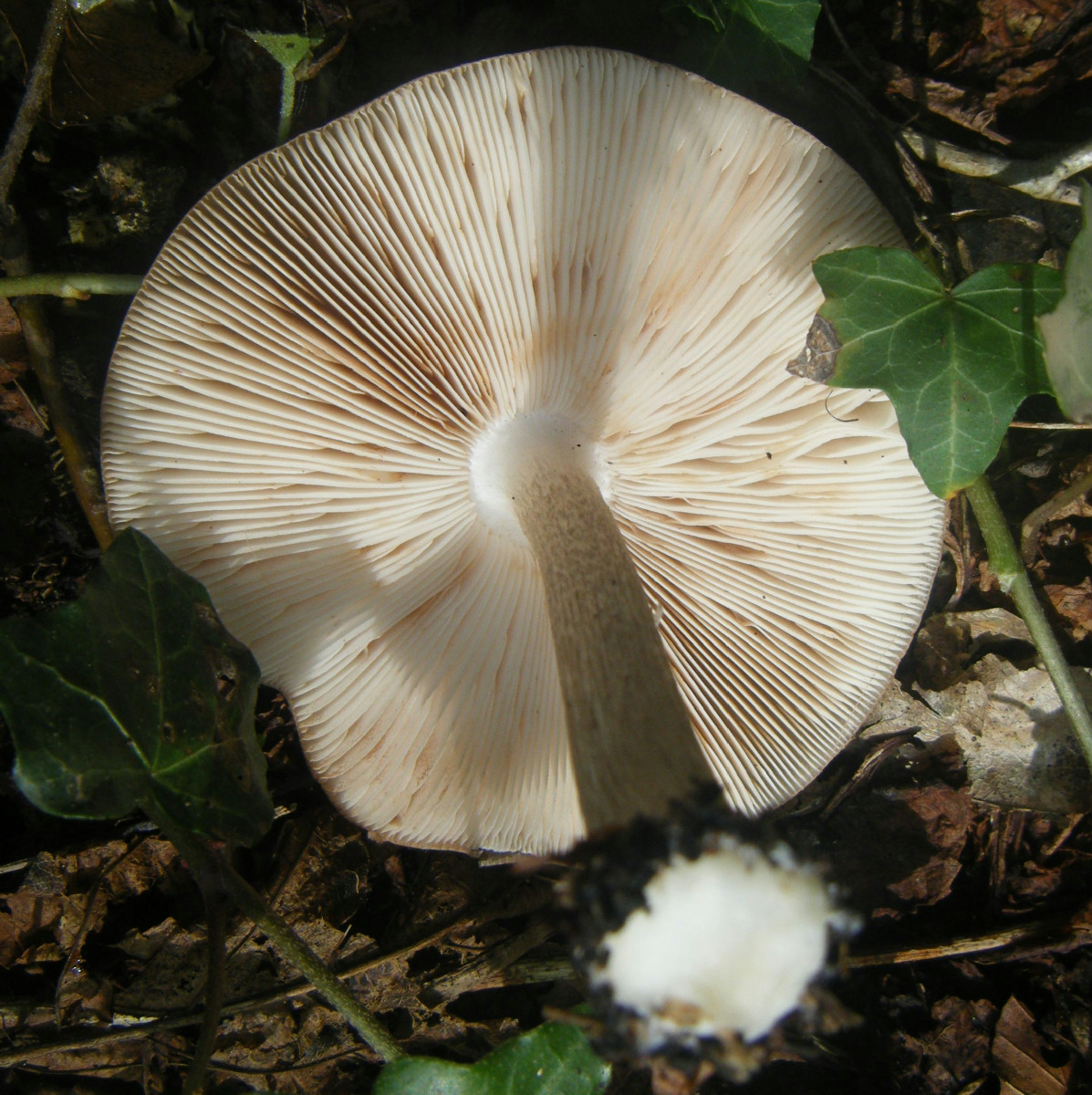 Deer Shield Fungus | NatureSpot