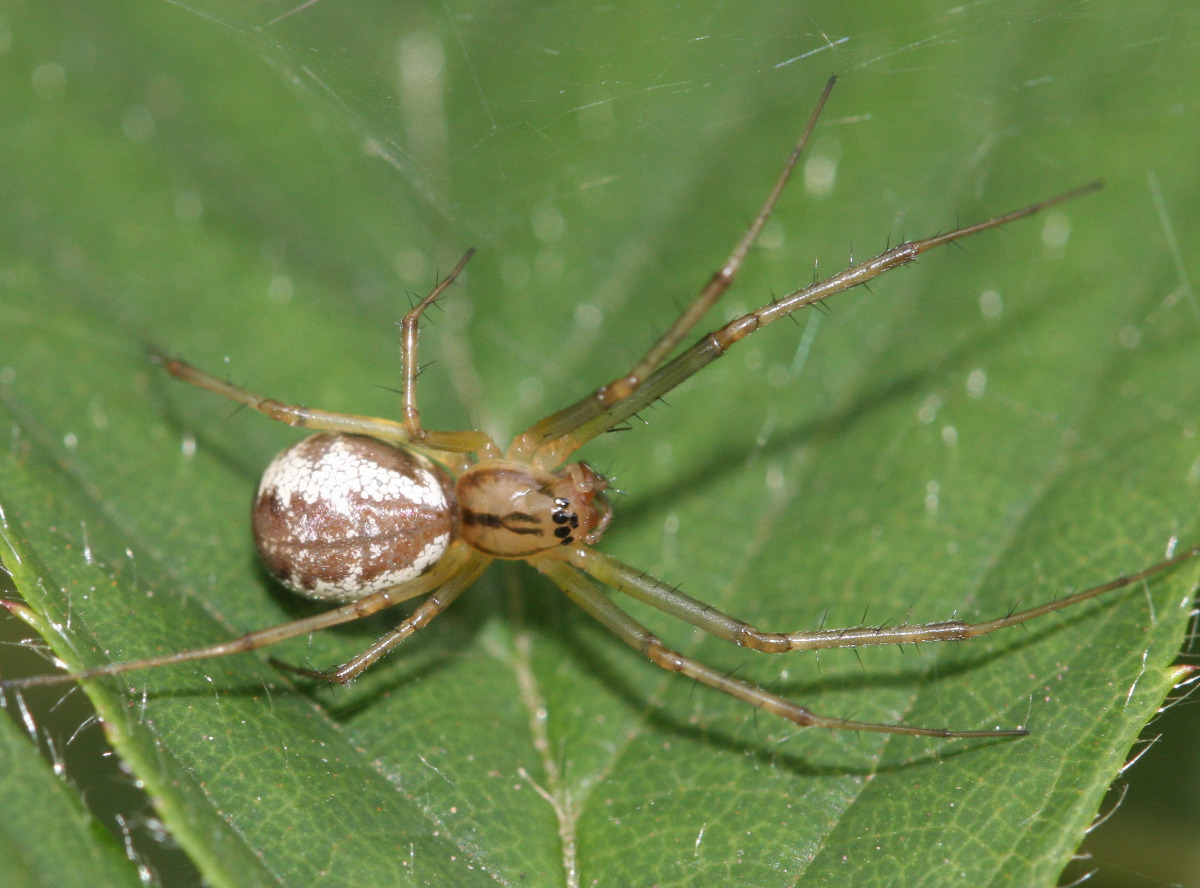 Linyphia triangularis | NatureSpot