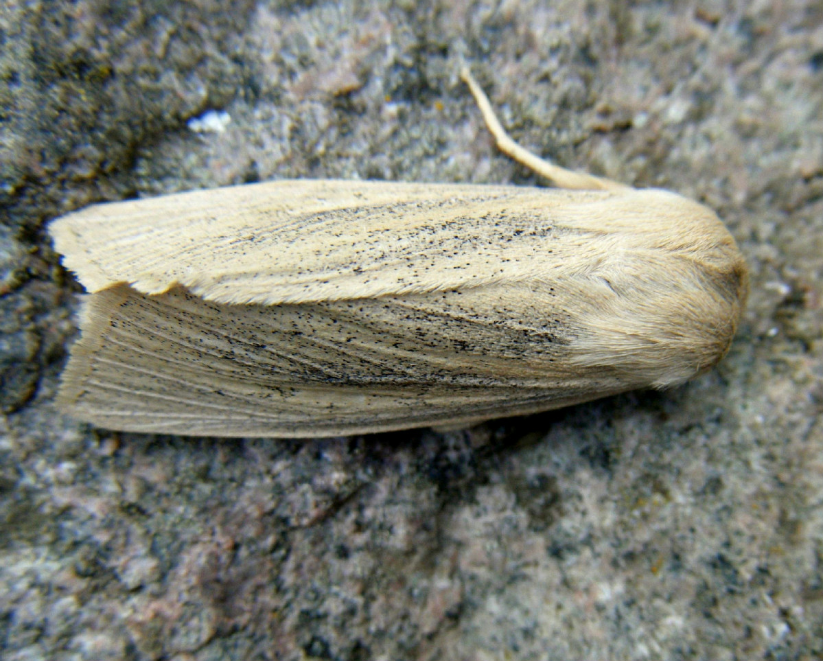 Large Wainscot | NatureSpot