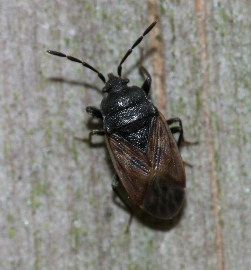 Drymus sylvaticus | NatureSpot