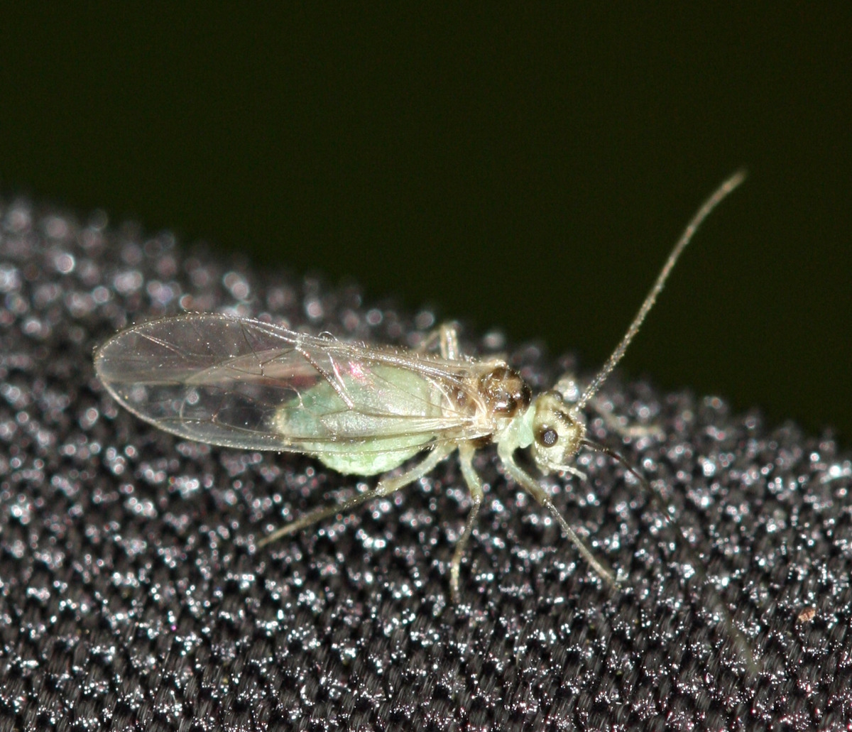 Stenopsocus immaculatus | NatureSpot