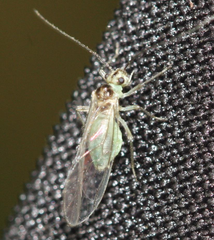 Stenopsocus immaculatus | NatureSpot