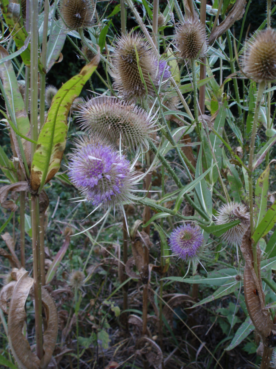 Wild Teasel | NatureSpot