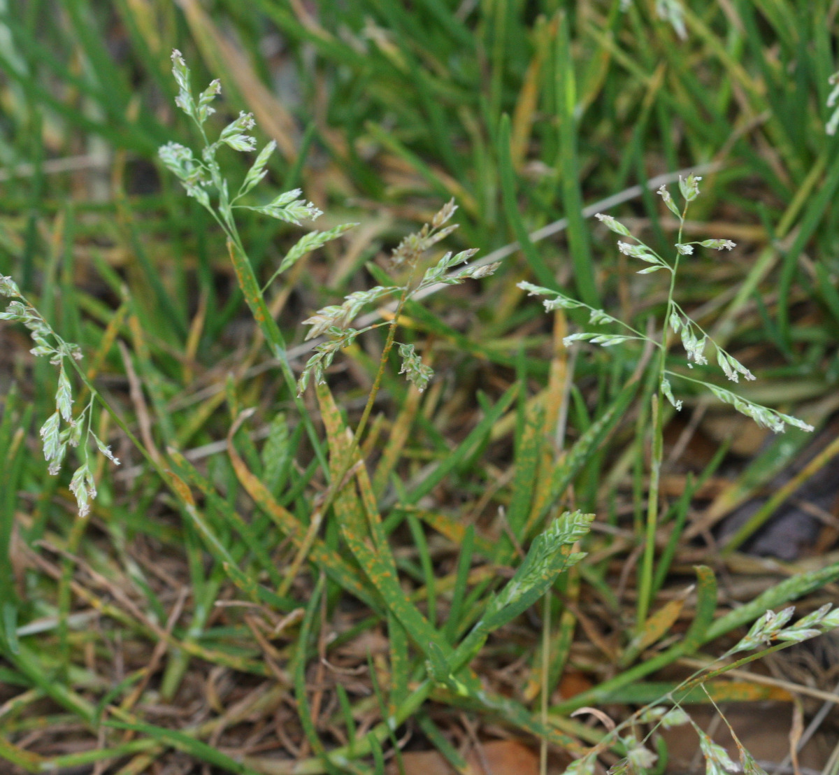 Annual Meadow-grass | NatureSpot