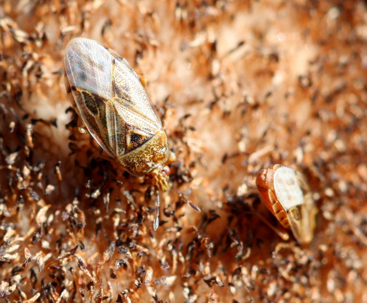 Bulrush Bug | NatureSpot