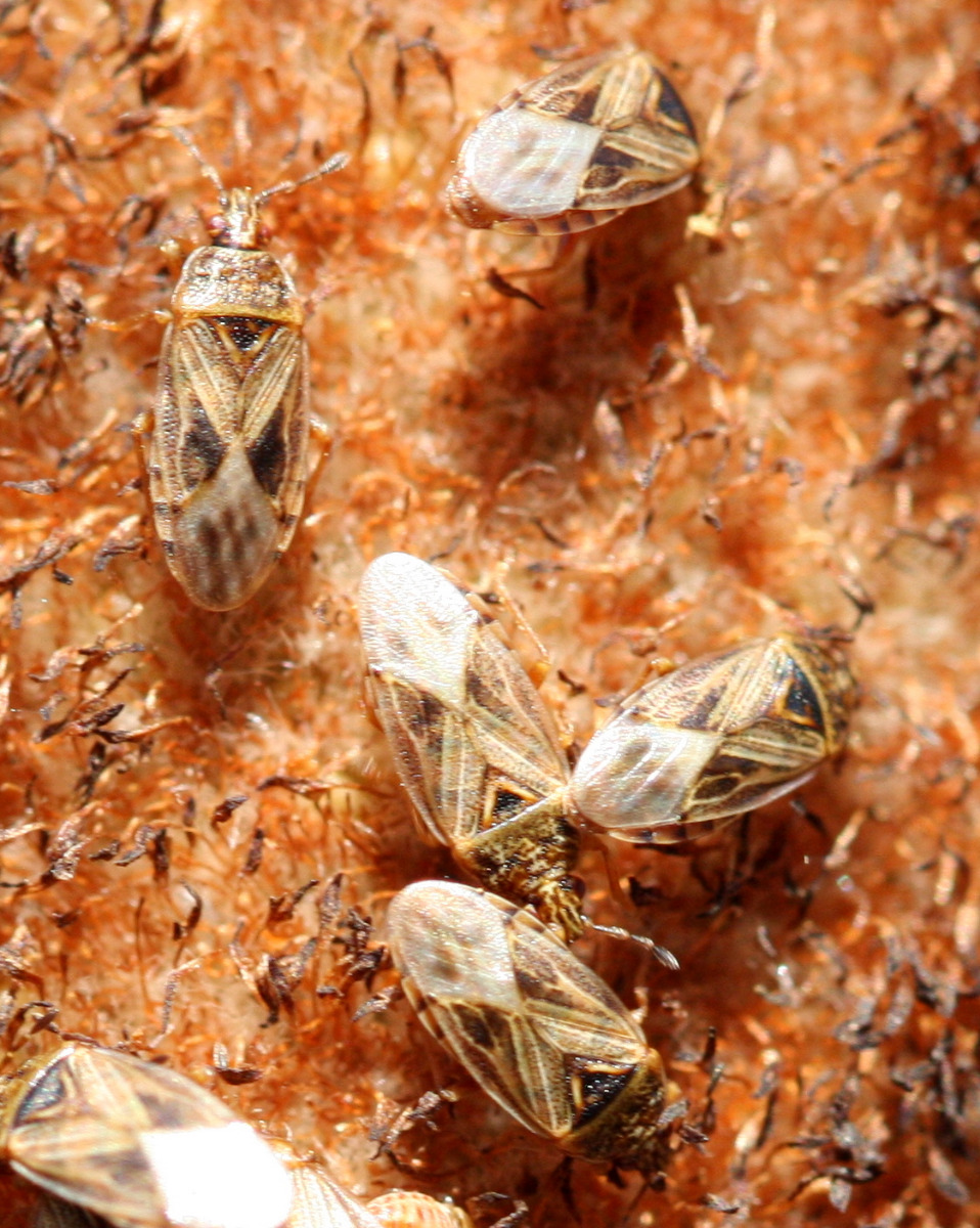 Bulrush Bug | NatureSpot