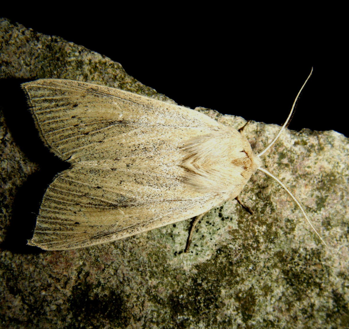 Large Wainscot | NatureSpot