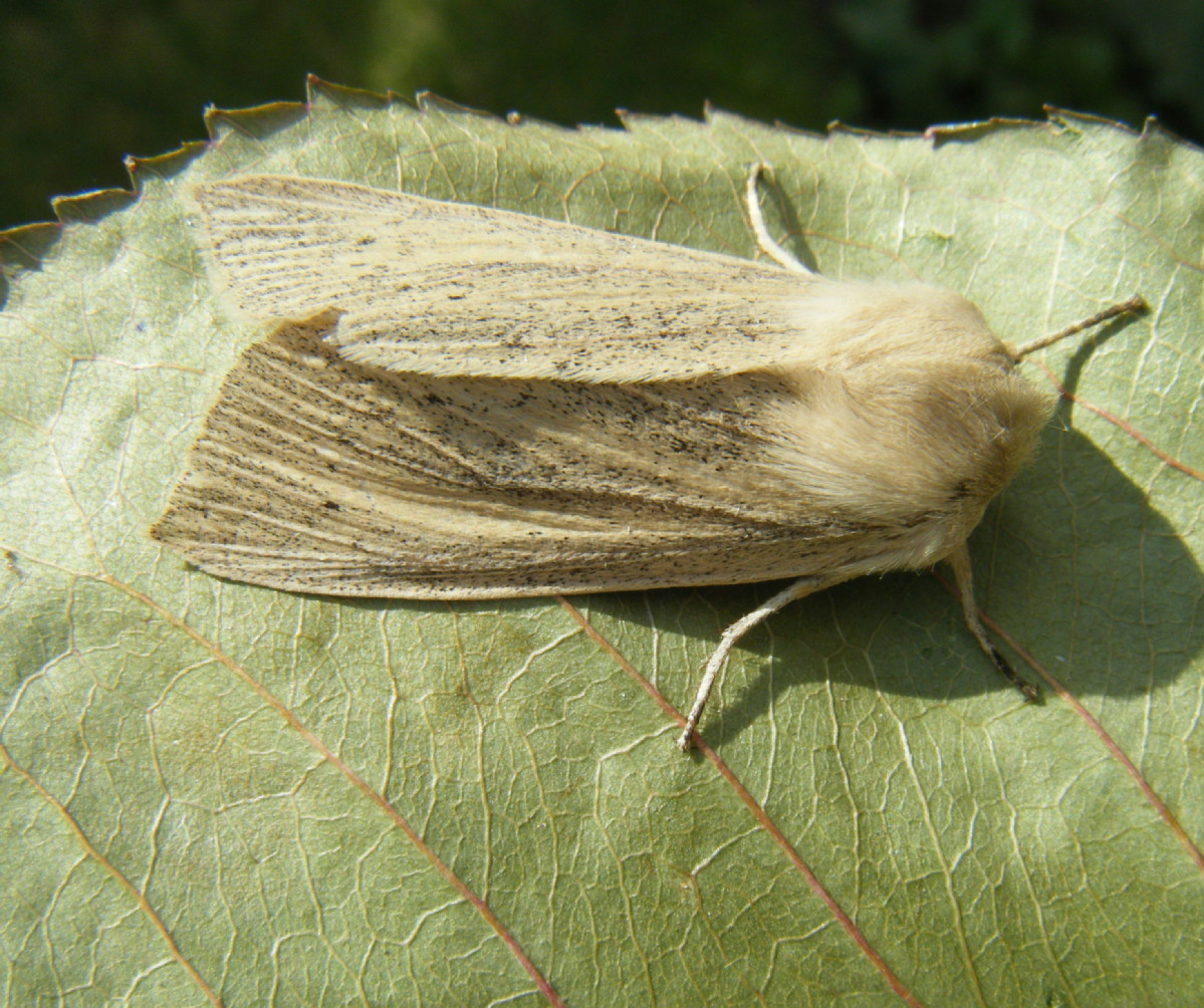 Large Wainscot | NatureSpot