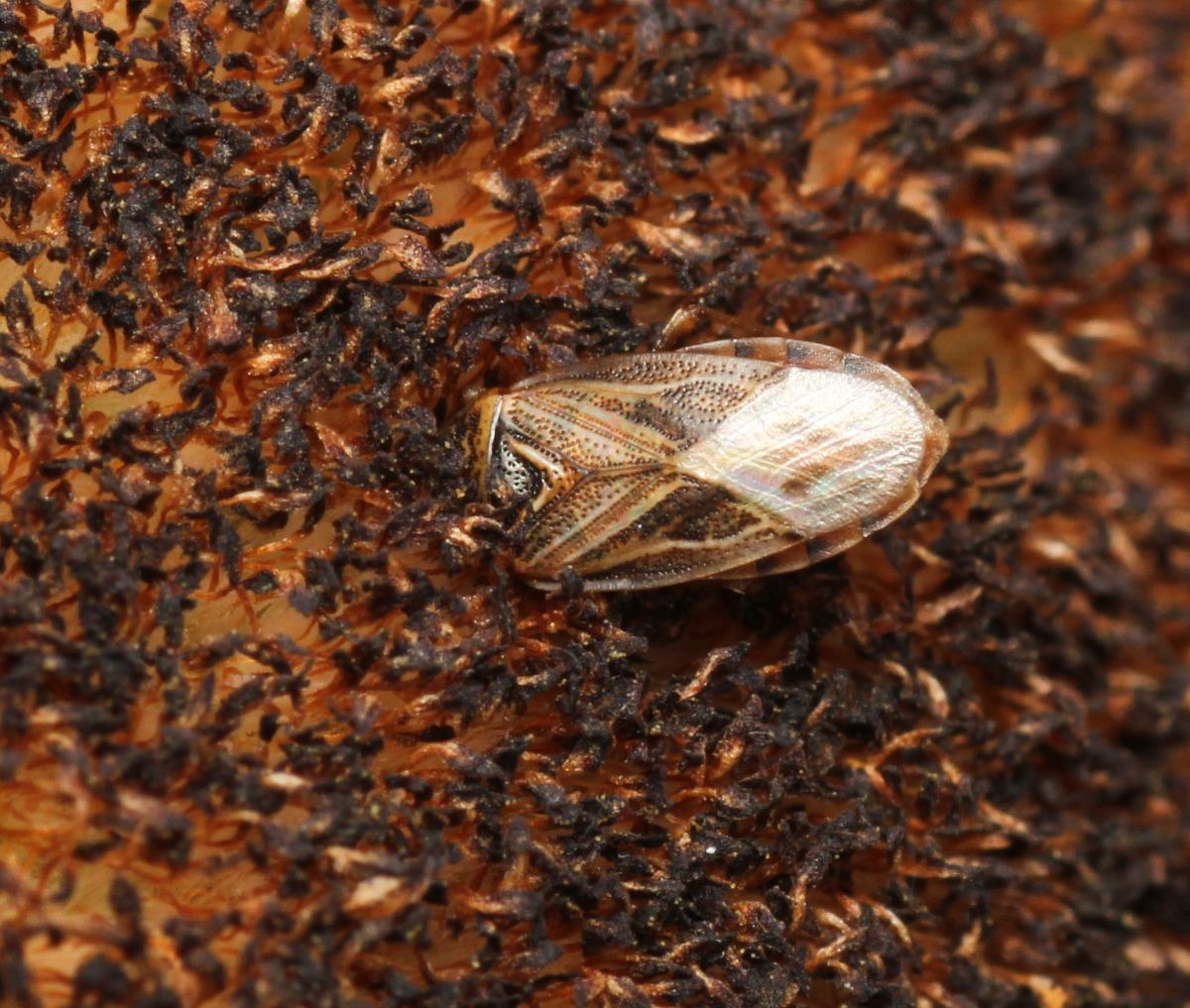 Bulrush Bug | NatureSpot