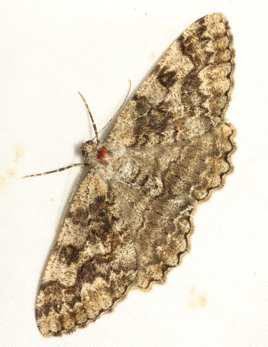 Mottled Beauty | NatureSpot