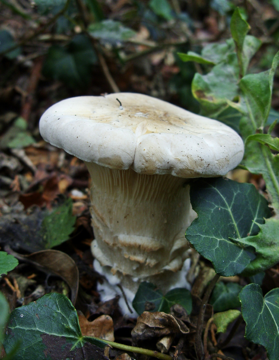 Giant Funnel | NatureSpot