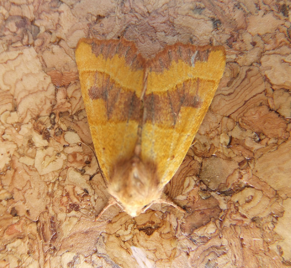 Centre-barred Sallow | NatureSpot
