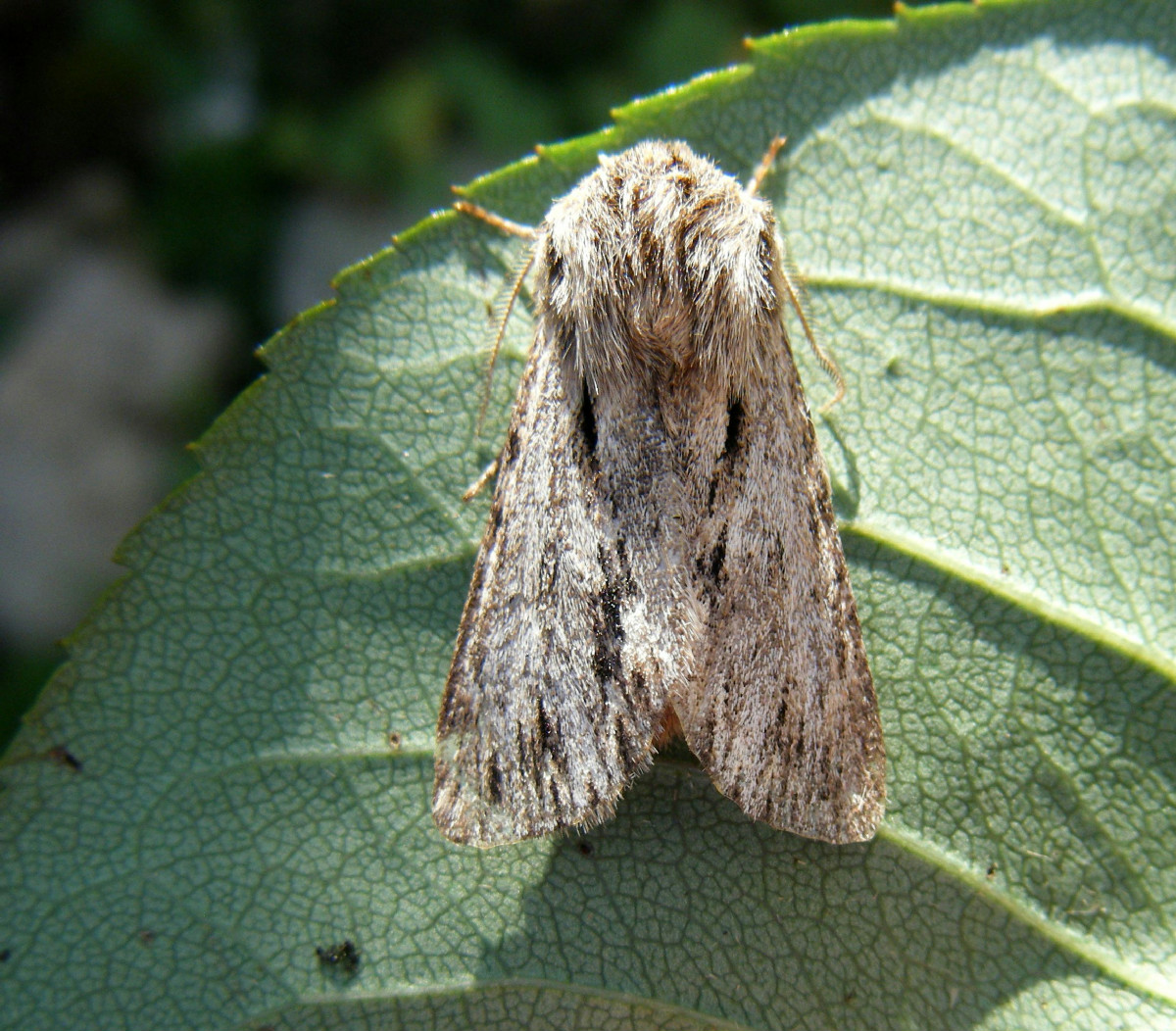 The Sprawler | NatureSpot