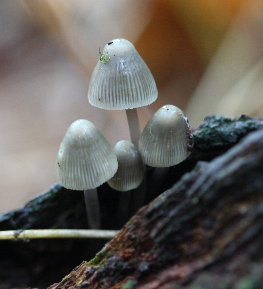 Angel's Bonnet | NatureSpot