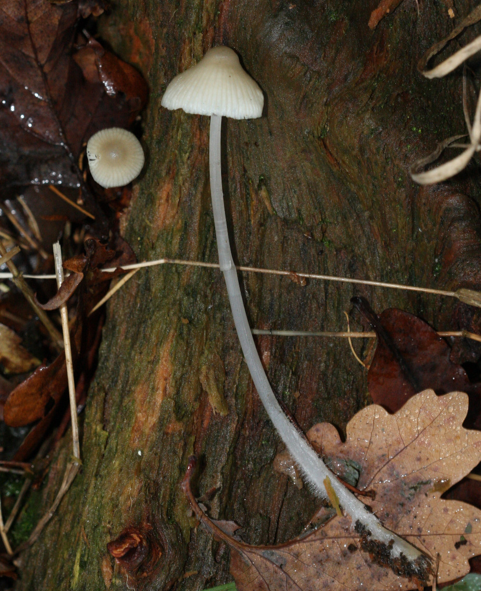 Angel's Bonnet | NatureSpot