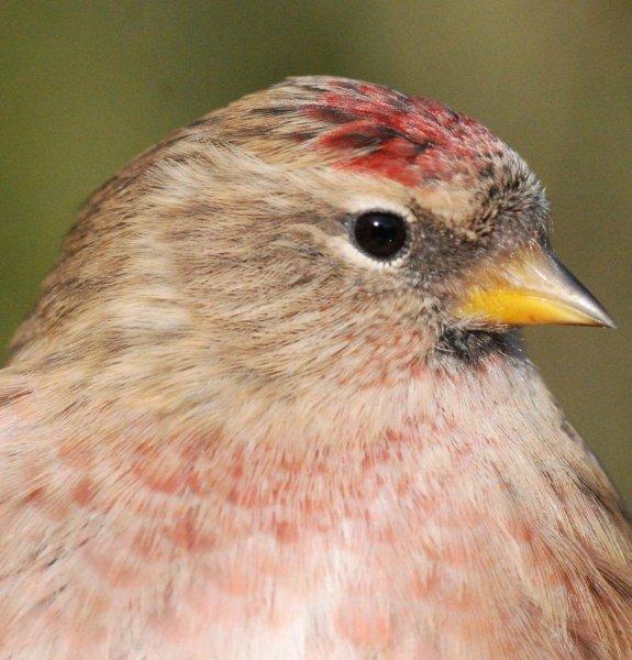 Lesser Redpoll | NatureSpot