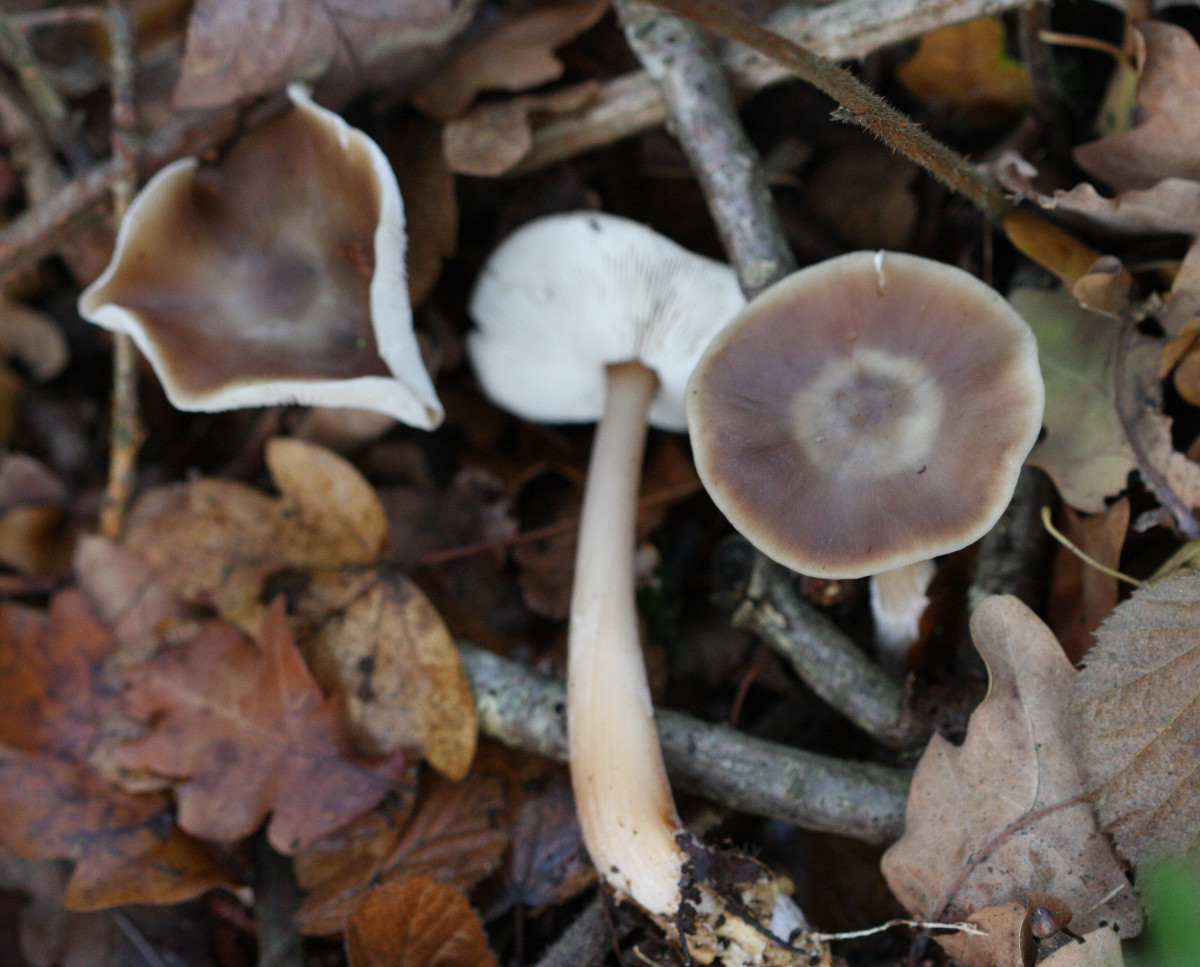 Butter Cap | NatureSpot