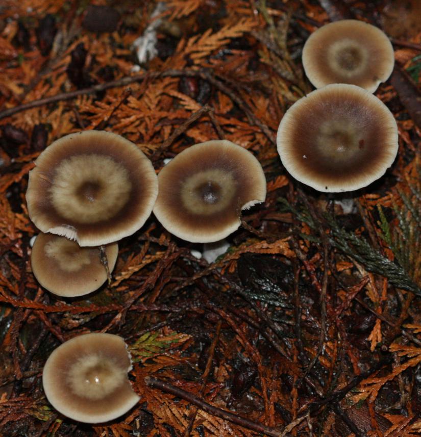 Butter Cap | NatureSpot