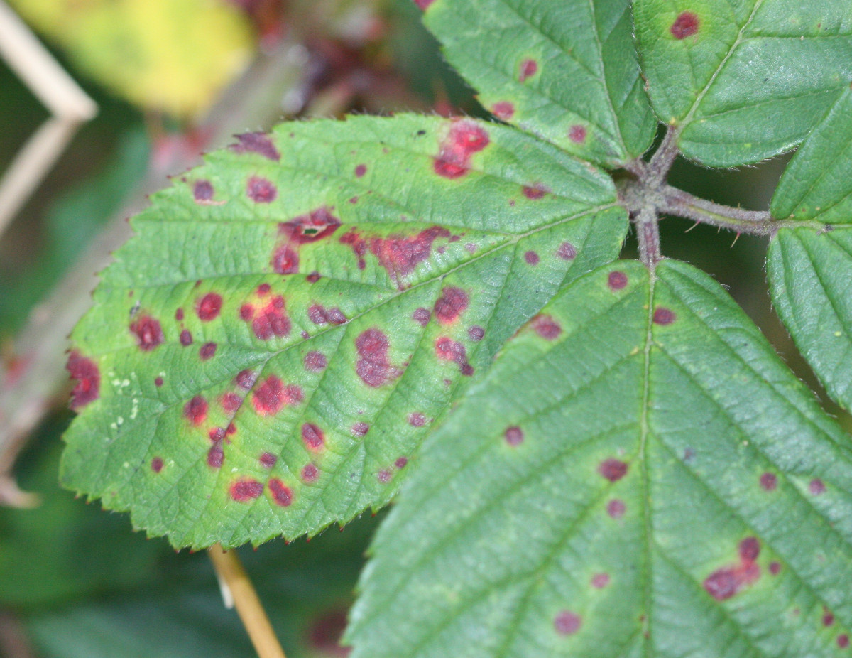 Violet Bramble Rust | NatureSpot