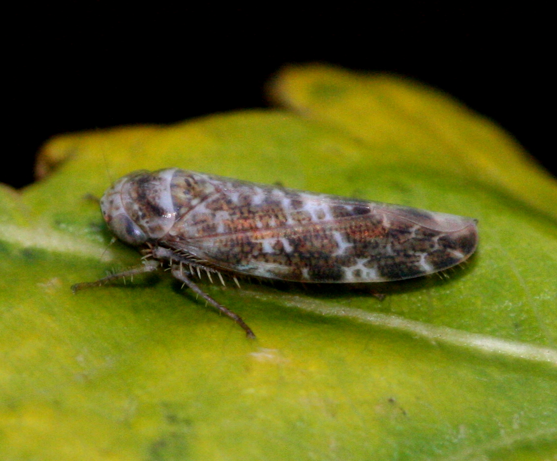 Allygus mixtus | NatureSpot