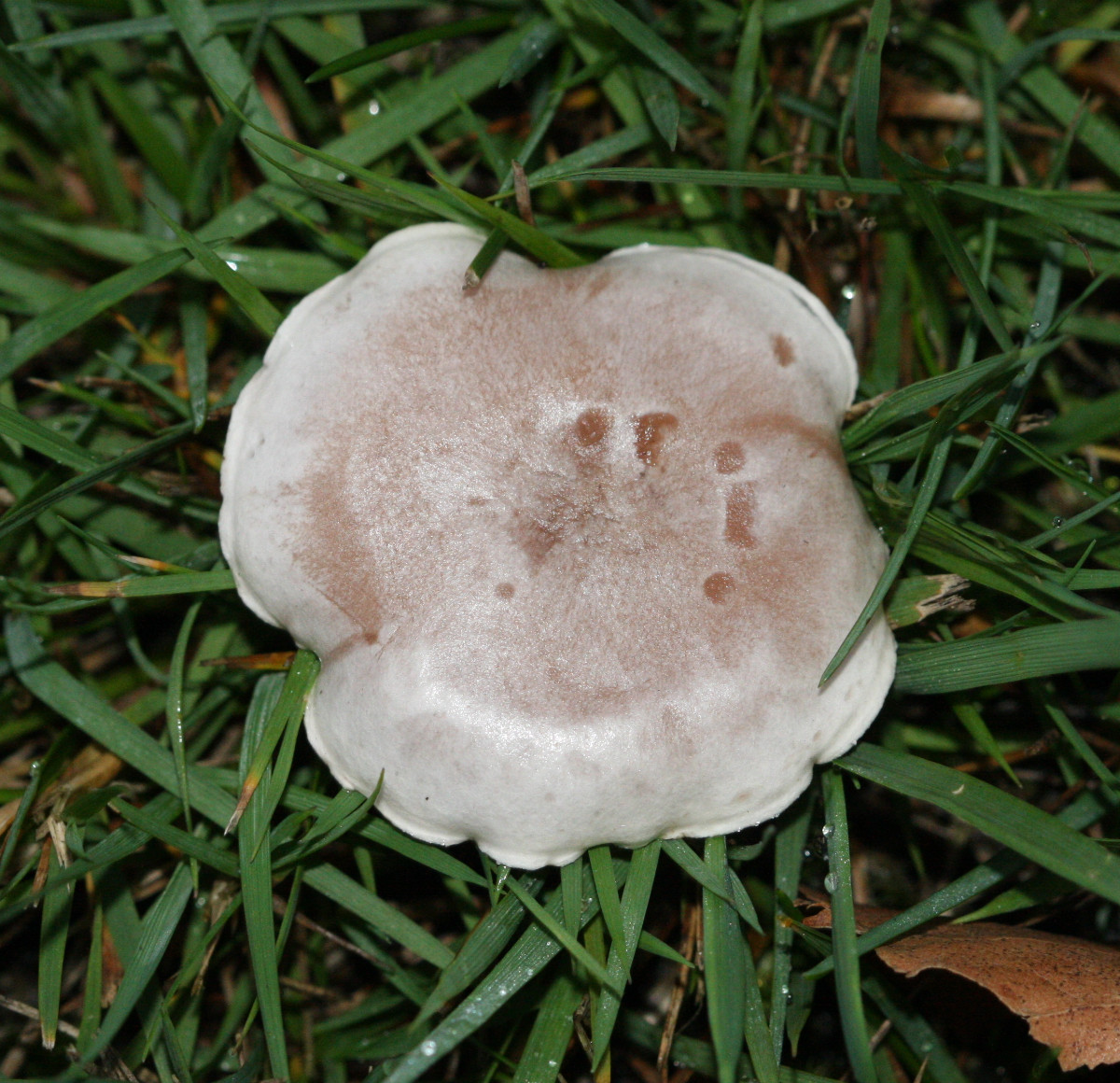 Fools Funnel | NatureSpot