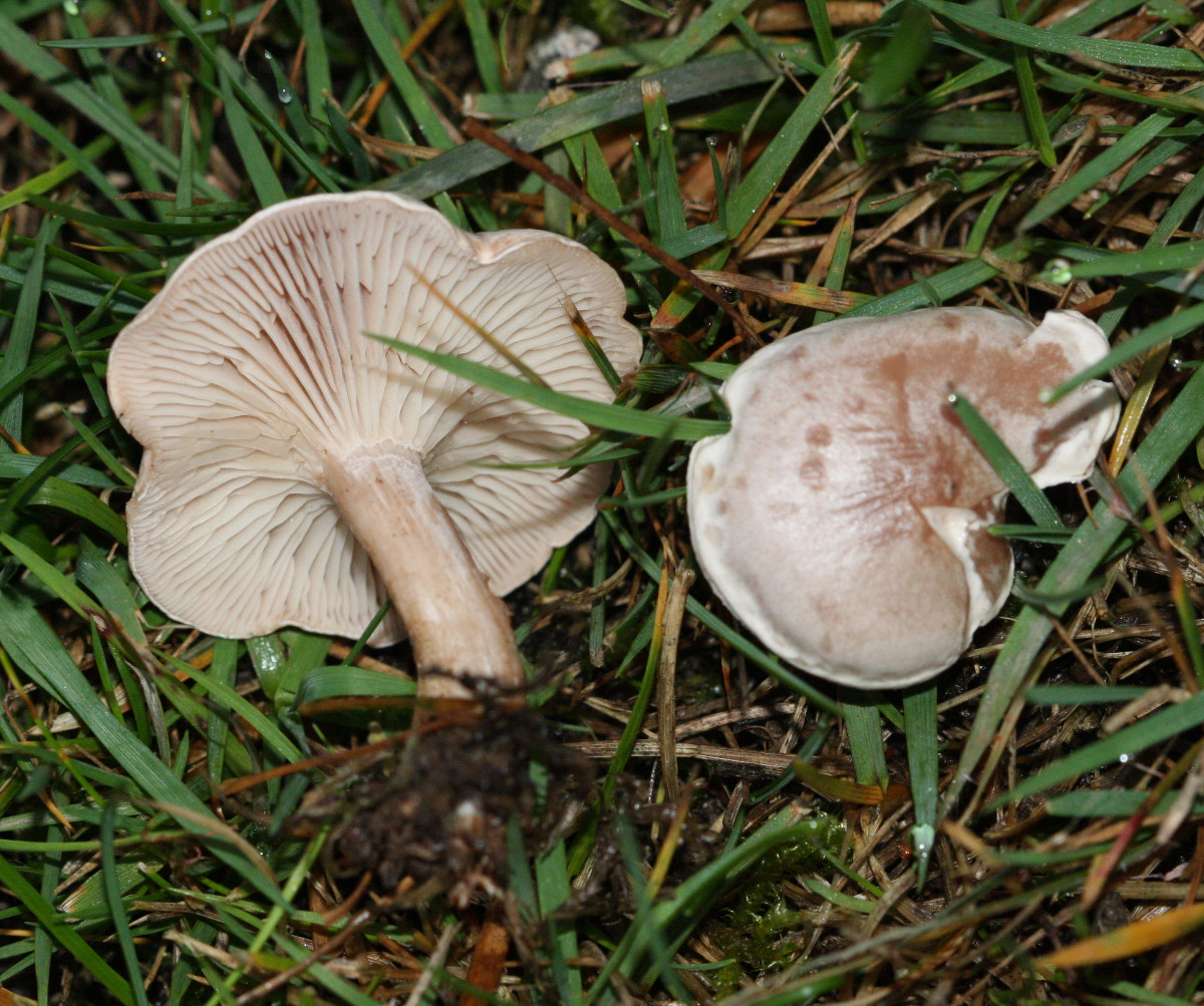 Fools Funnel | NatureSpot