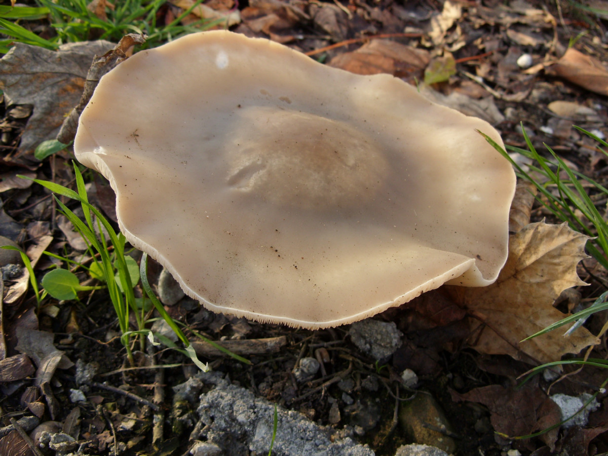 Field Blewit | NatureSpot