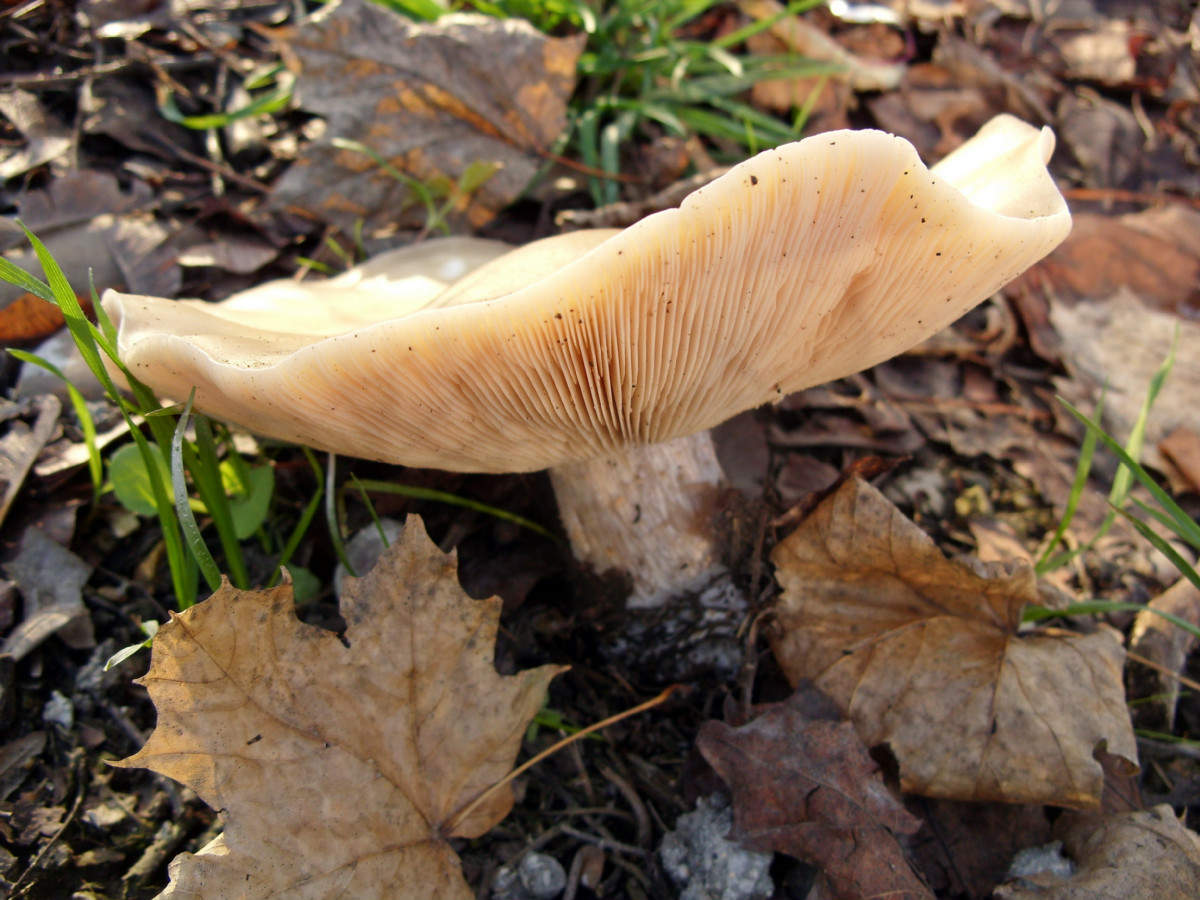 Field Blewit | NatureSpot