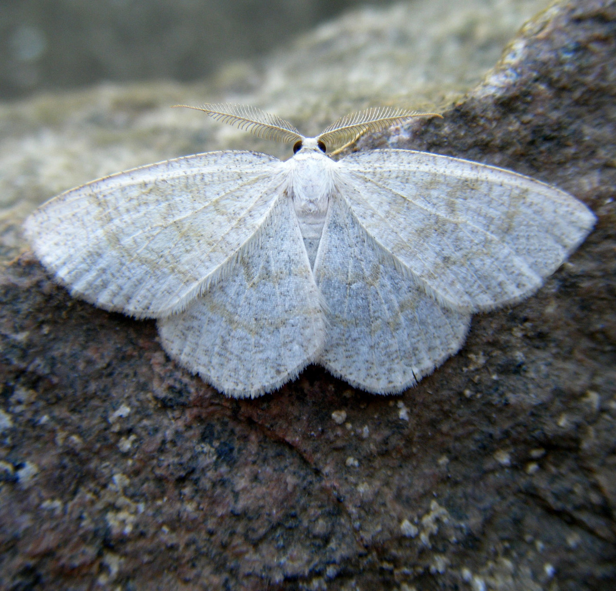 Common Wave | NatureSpot