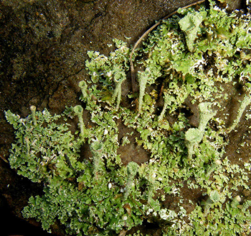 Cladonia pyxidata | NatureSpot