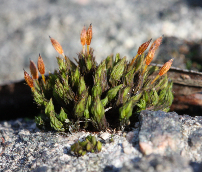 Anomalous Bristle-moss | NatureSpot