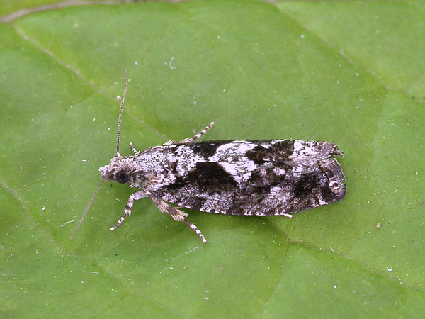 Zeiraphera isertana | NatureSpot