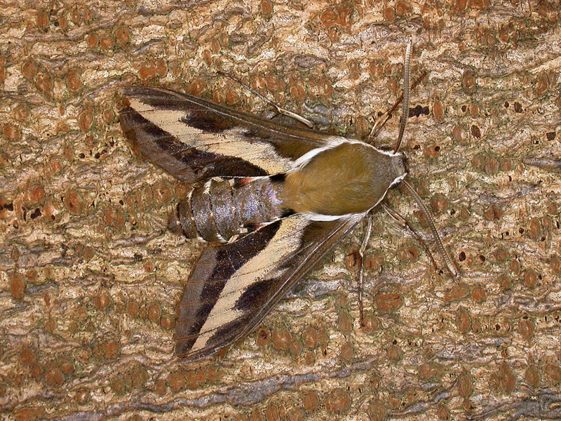 Bedstraw Hawk-moth | NatureSpot