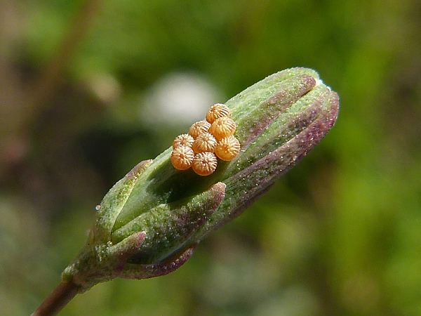 Small Ranunculus | NatureSpot