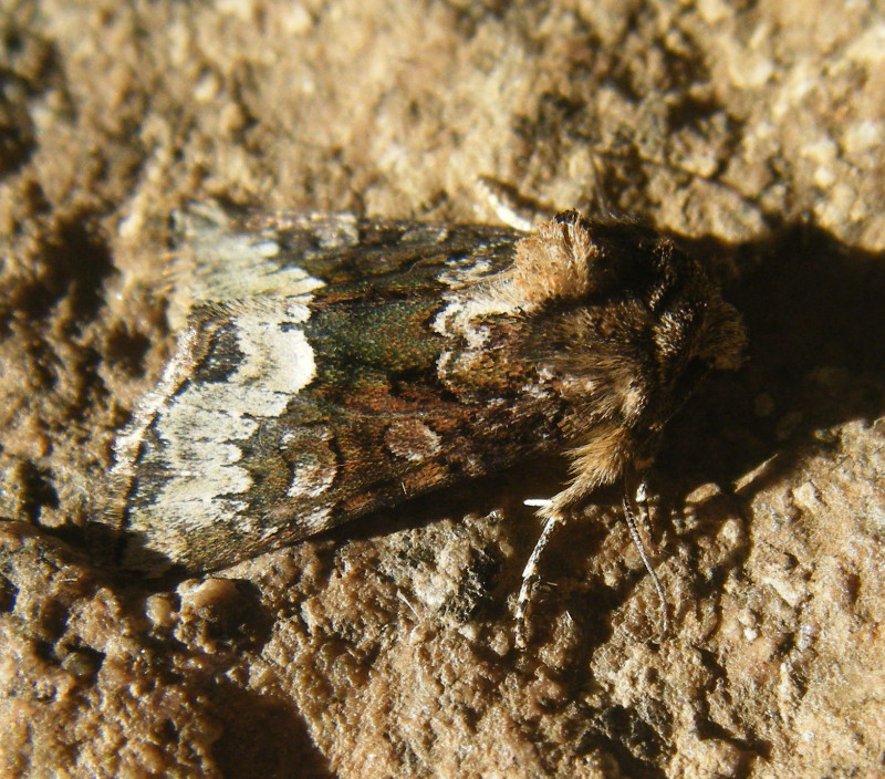 Marbled Minor | NatureSpot