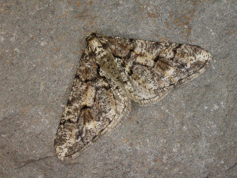 Spring Usher | NatureSpot