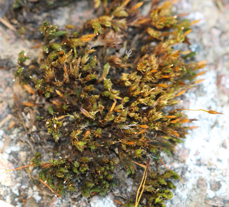 Anomalous Bristle-moss | NatureSpot