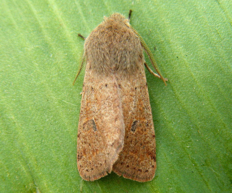 Small Quaker | NatureSpot