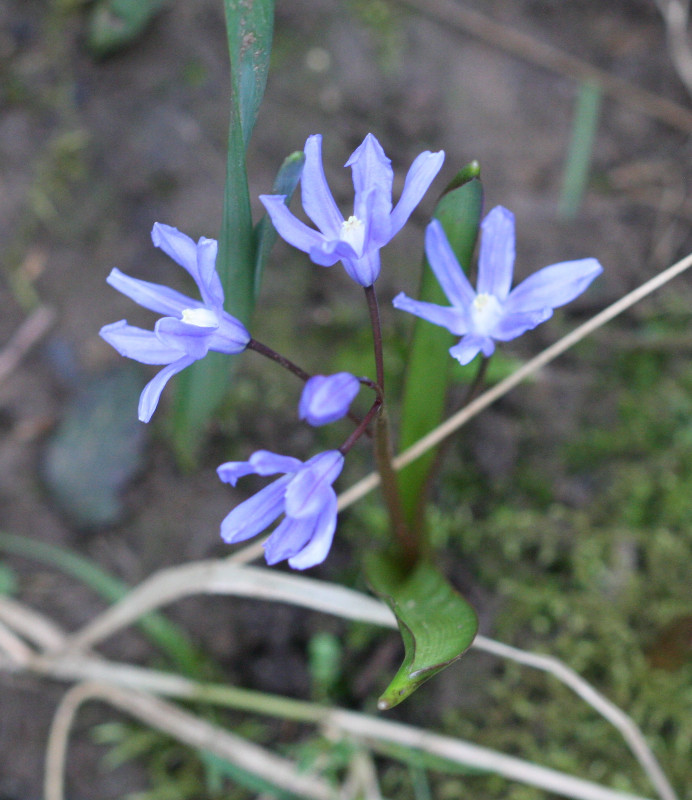 Spring Squill agg. | NatureSpot