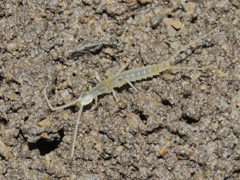 Campodea agg. | NatureSpot