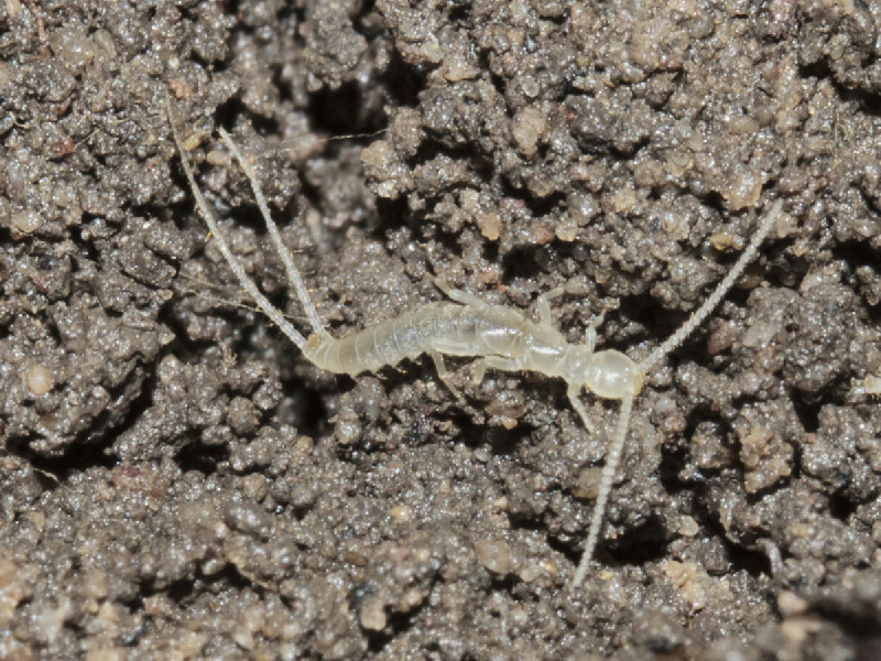 Campodea agg. | NatureSpot