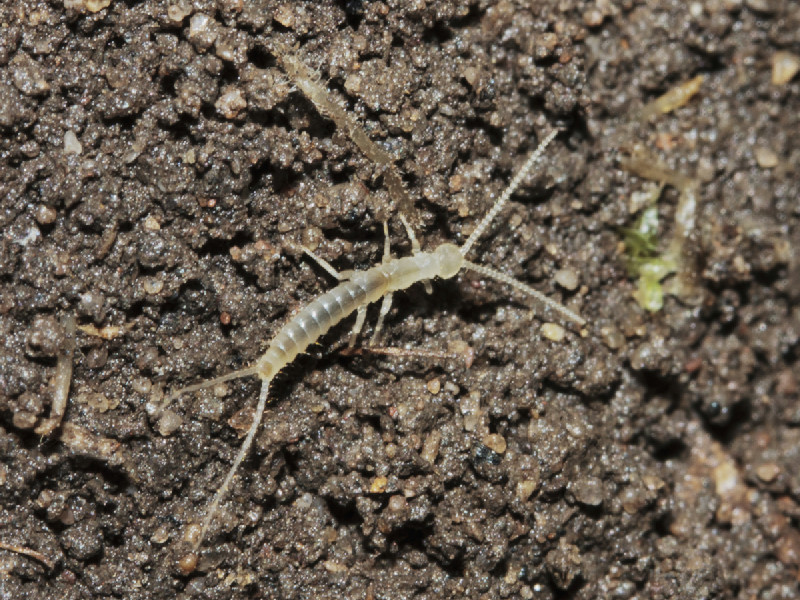 Campodea agg. | NatureSpot