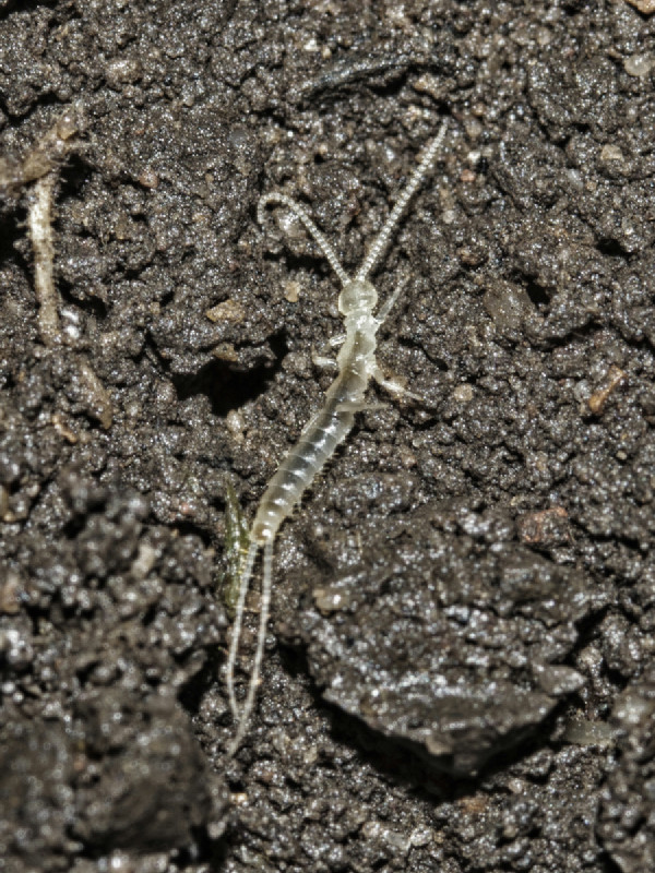 Campodea agg. | NatureSpot