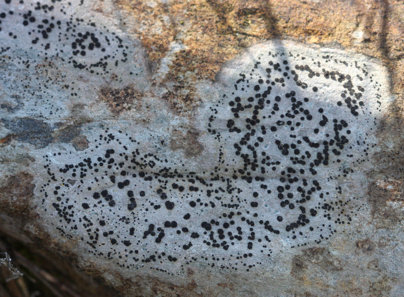 Porpidia crustulata | NatureSpot