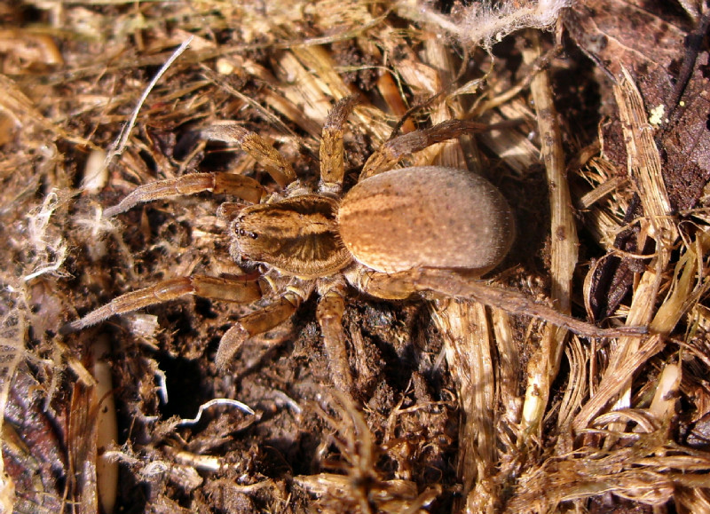 Rustic Wolf Spider | NatureSpot