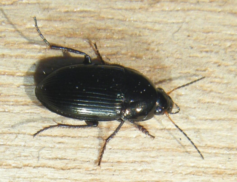 Amara plebeja | NatureSpot