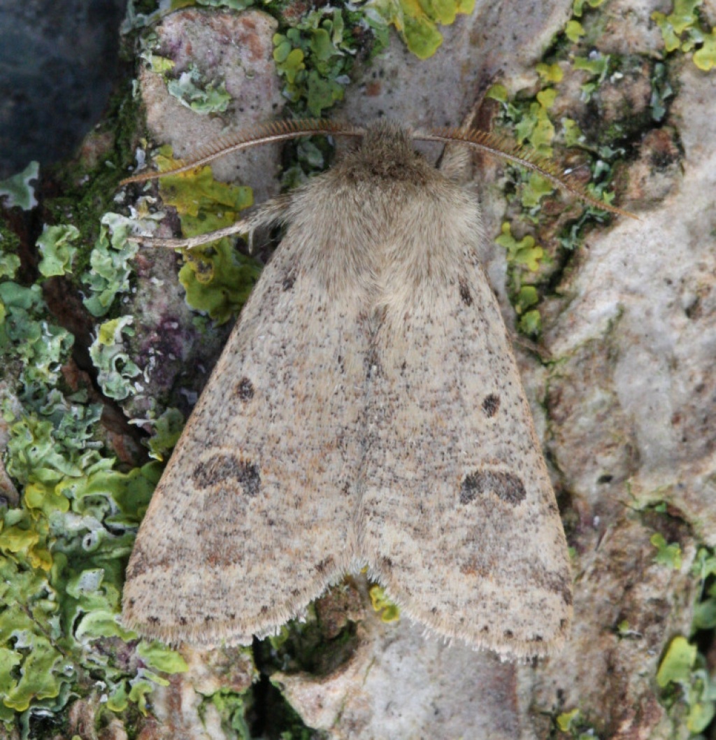 Small Quaker | NatureSpot